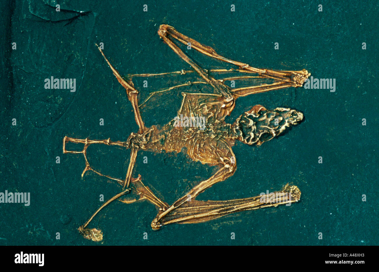 Bat fossil hi-res stock photography and images - Alamy