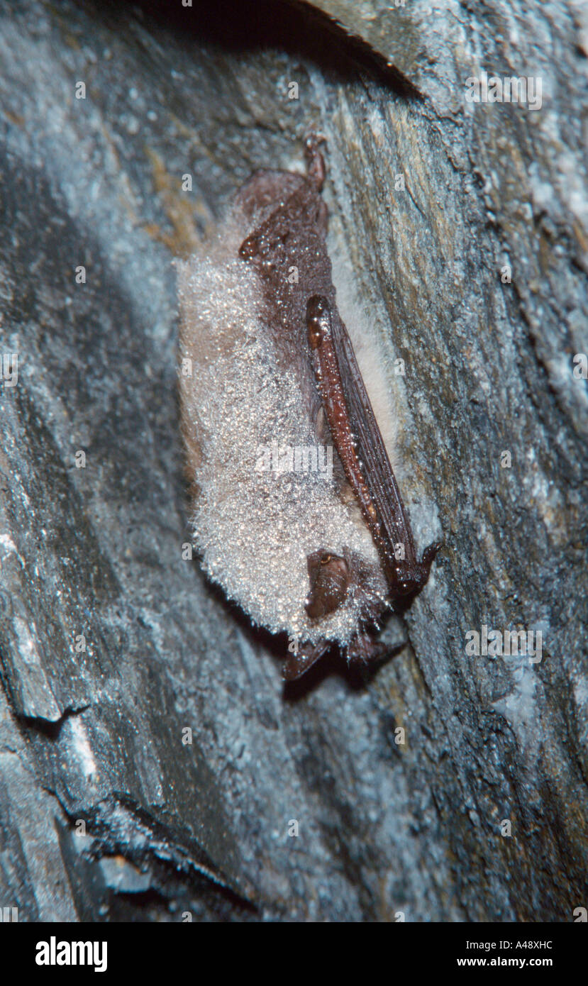 Bat sleeping single hi-res stock photography and images - Alamy