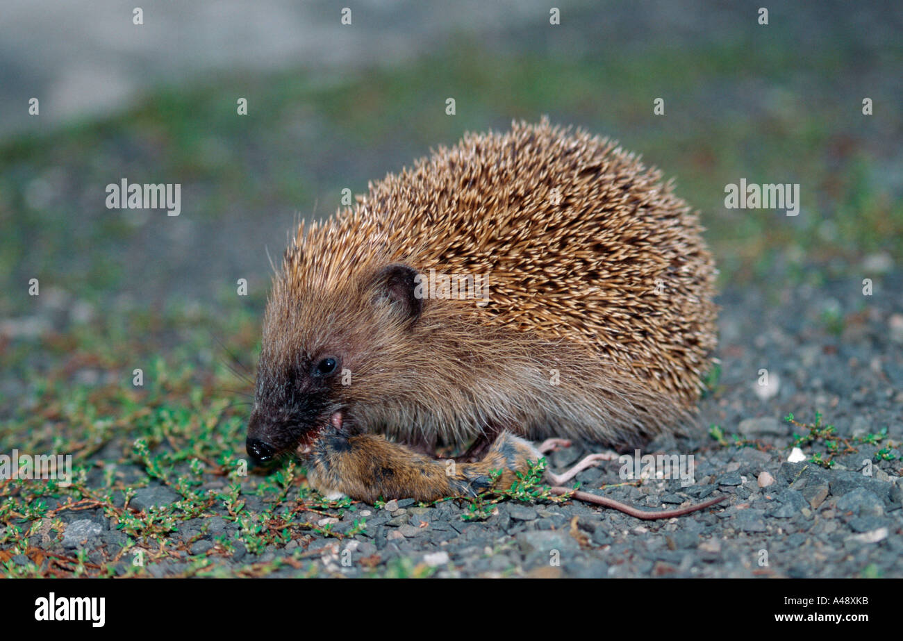 Hedgehog eating insect hi-res stock photography and images - Alamy
