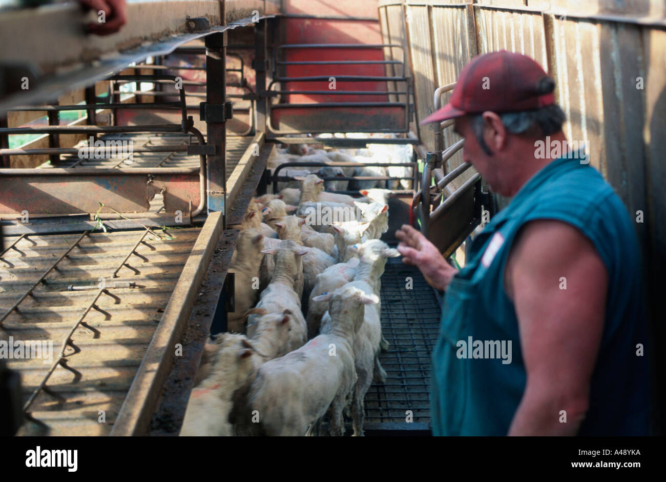 Sheep farm / Victoria Stock Photo - Alamy