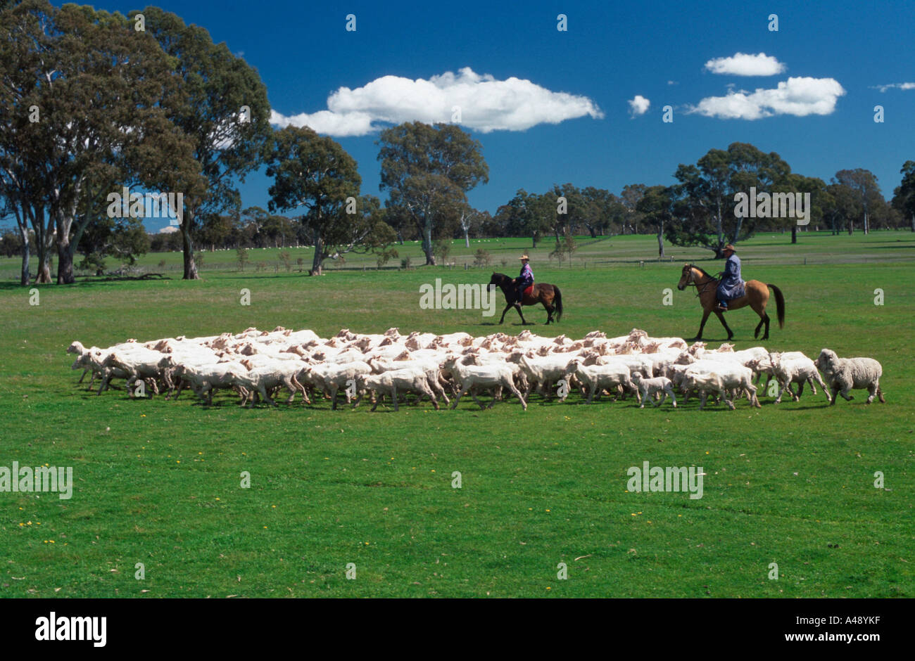 Shepherd with flock of sheep / Victoria Stock Photo - Alamy