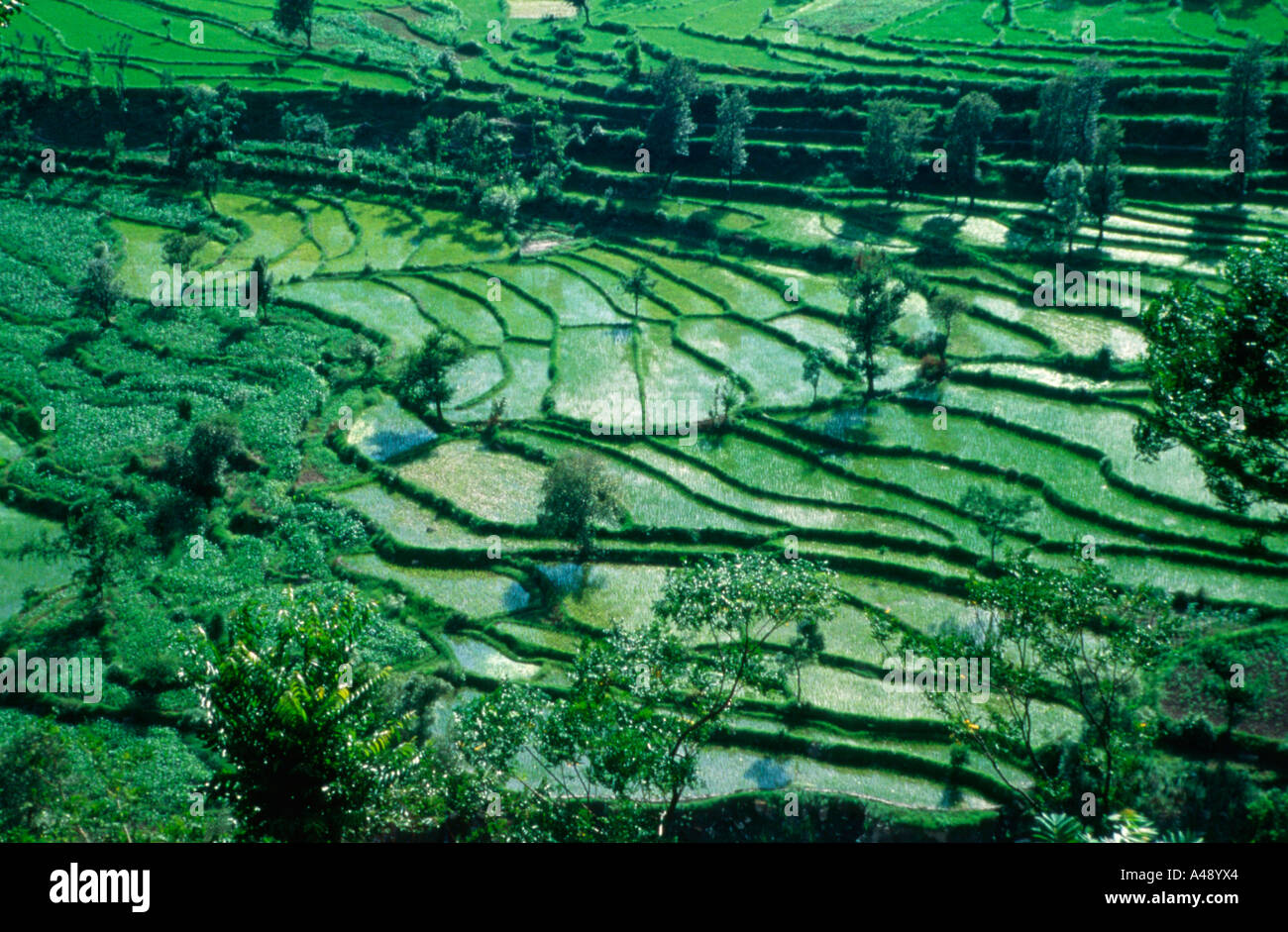 Rice Terrace / Rice field Stock Photo - Alamy