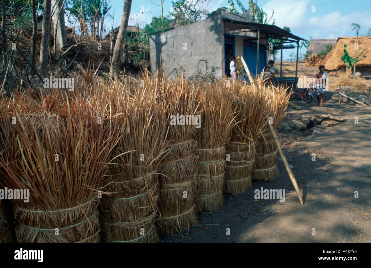Giant miscanthus grass hi-res stock photography and images - Alamy