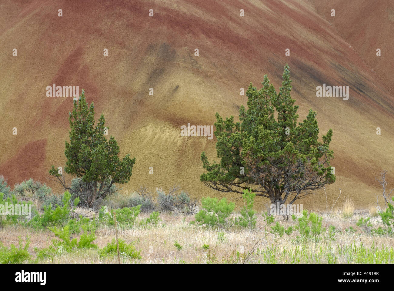 Juniper trees grow in front of colourful clay hills at the Painted ...
