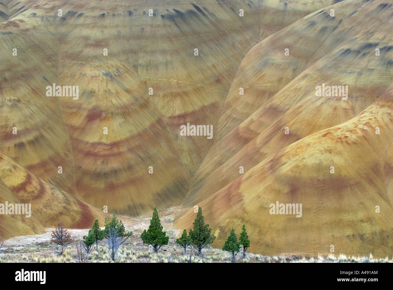 Juniper trees clustered at the base of a valley in the Painted Hills ...