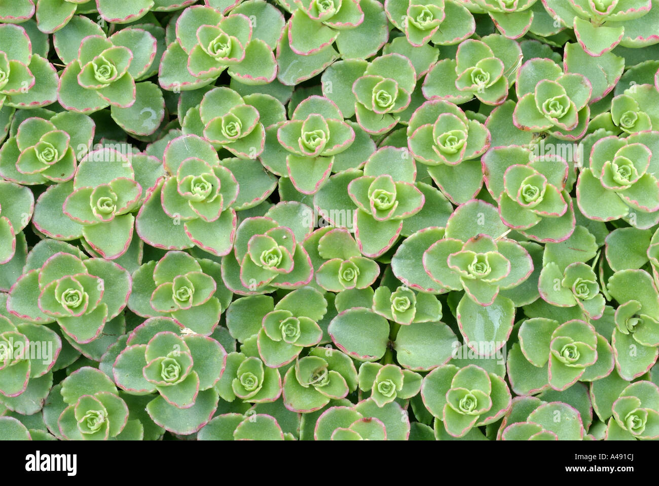 Red sedum spurium hi-res stock photography and images - Alamy