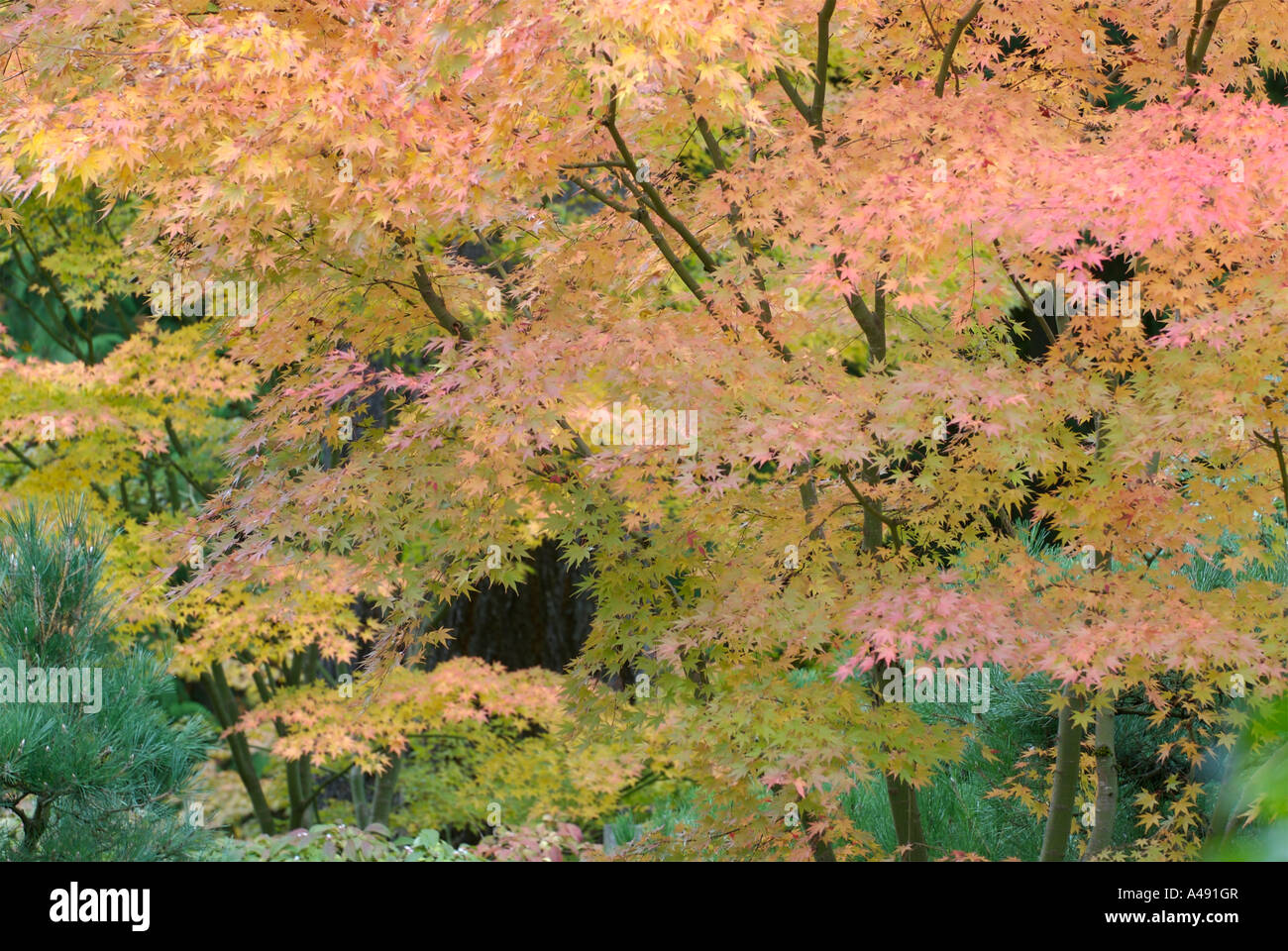 Intense golden red foliage of a maple tree in the autumn Stock Photo ...