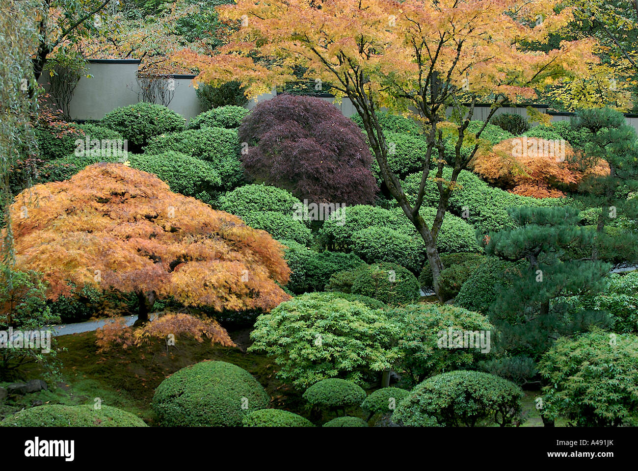 Intensely colourful maple foliage in a Japanese garden during Autumn ...