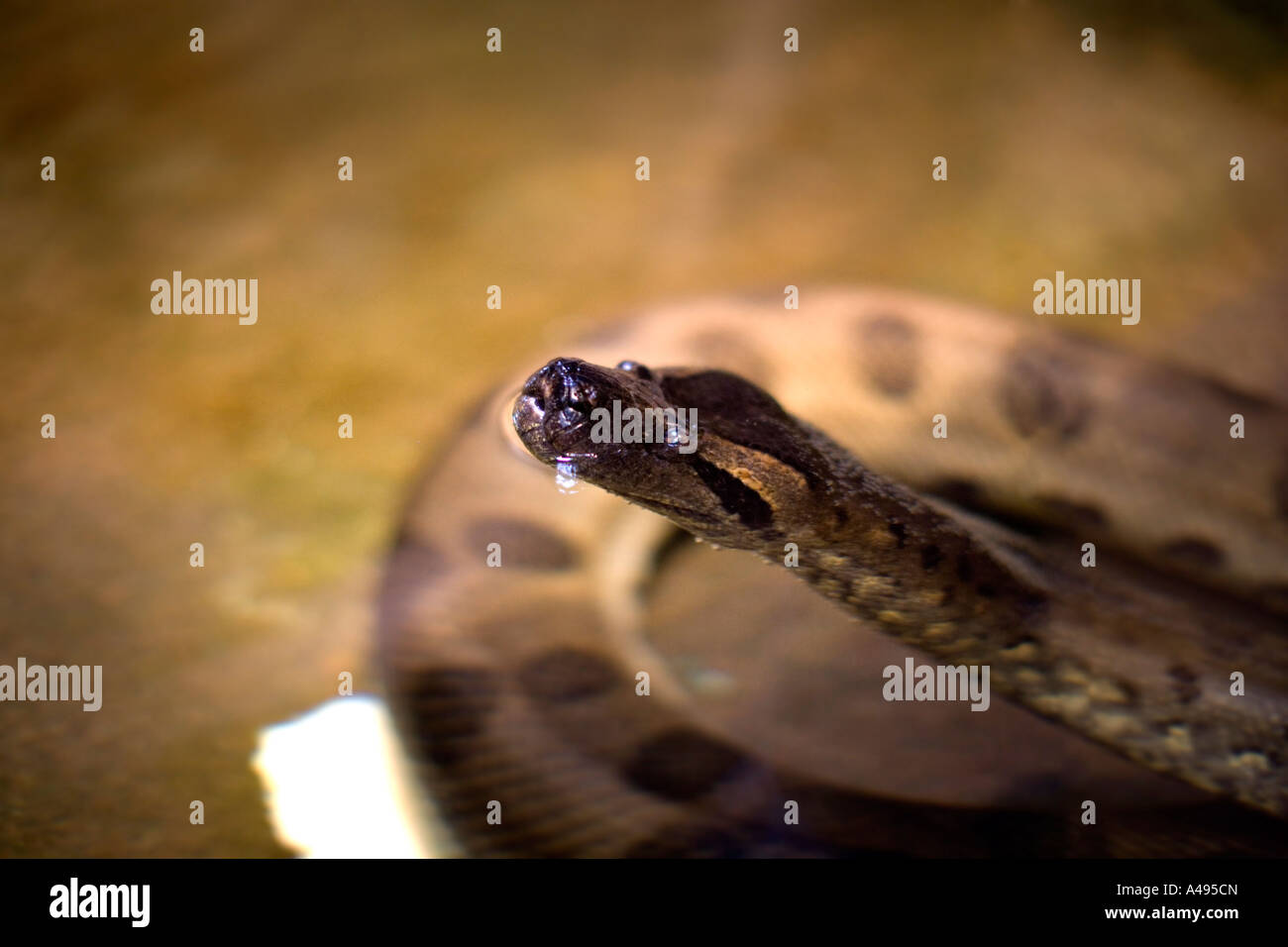Green anaconda snake hi-res stock photography and images - Alamy