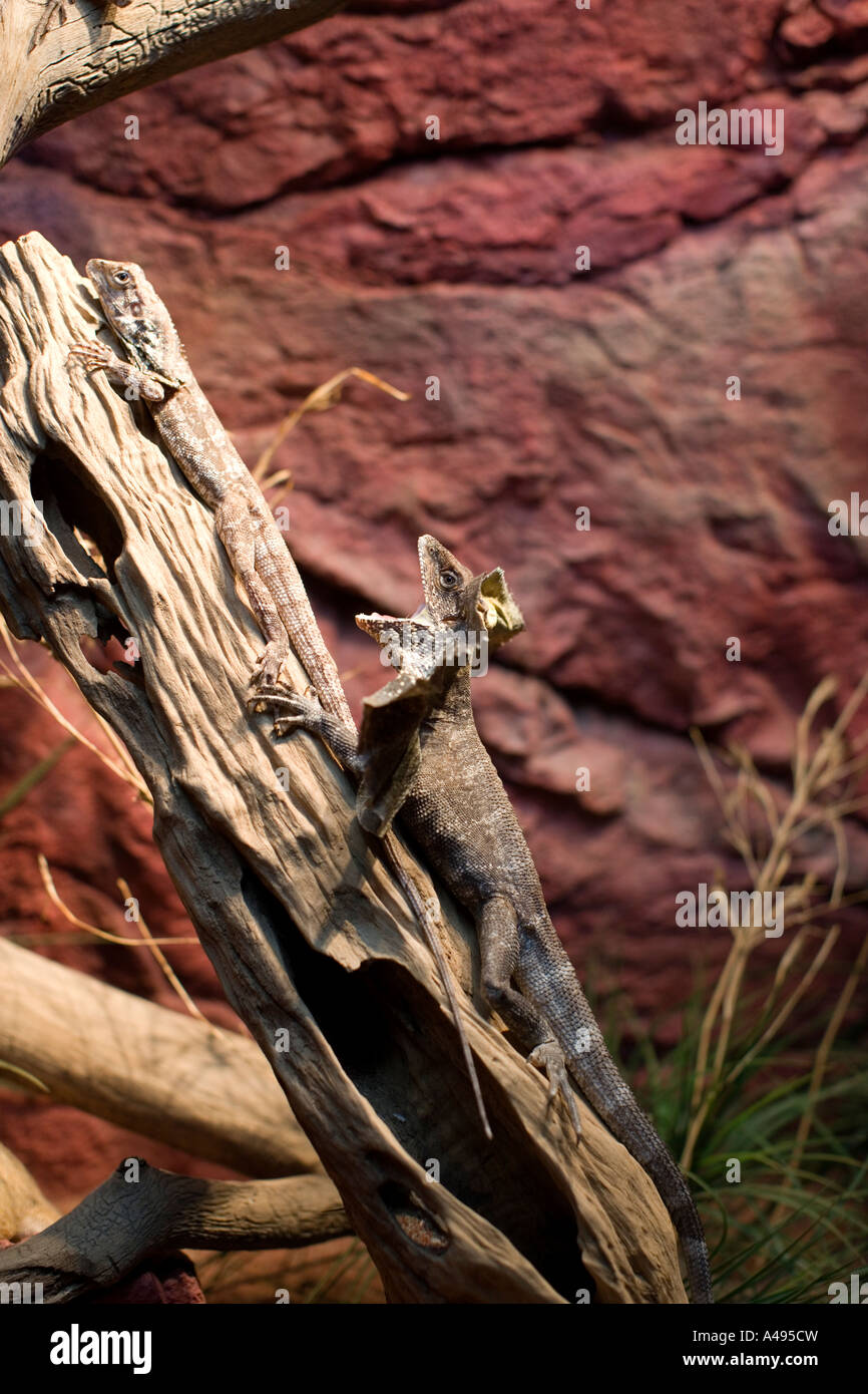 Frilled lizard hi-res stock photography and images - Alamy