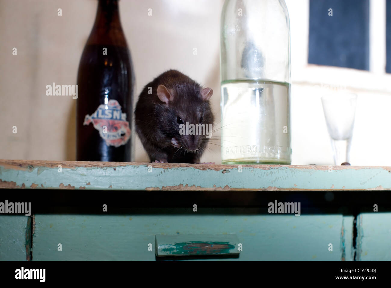 Black rat hi-res stock photography and images - Alamy