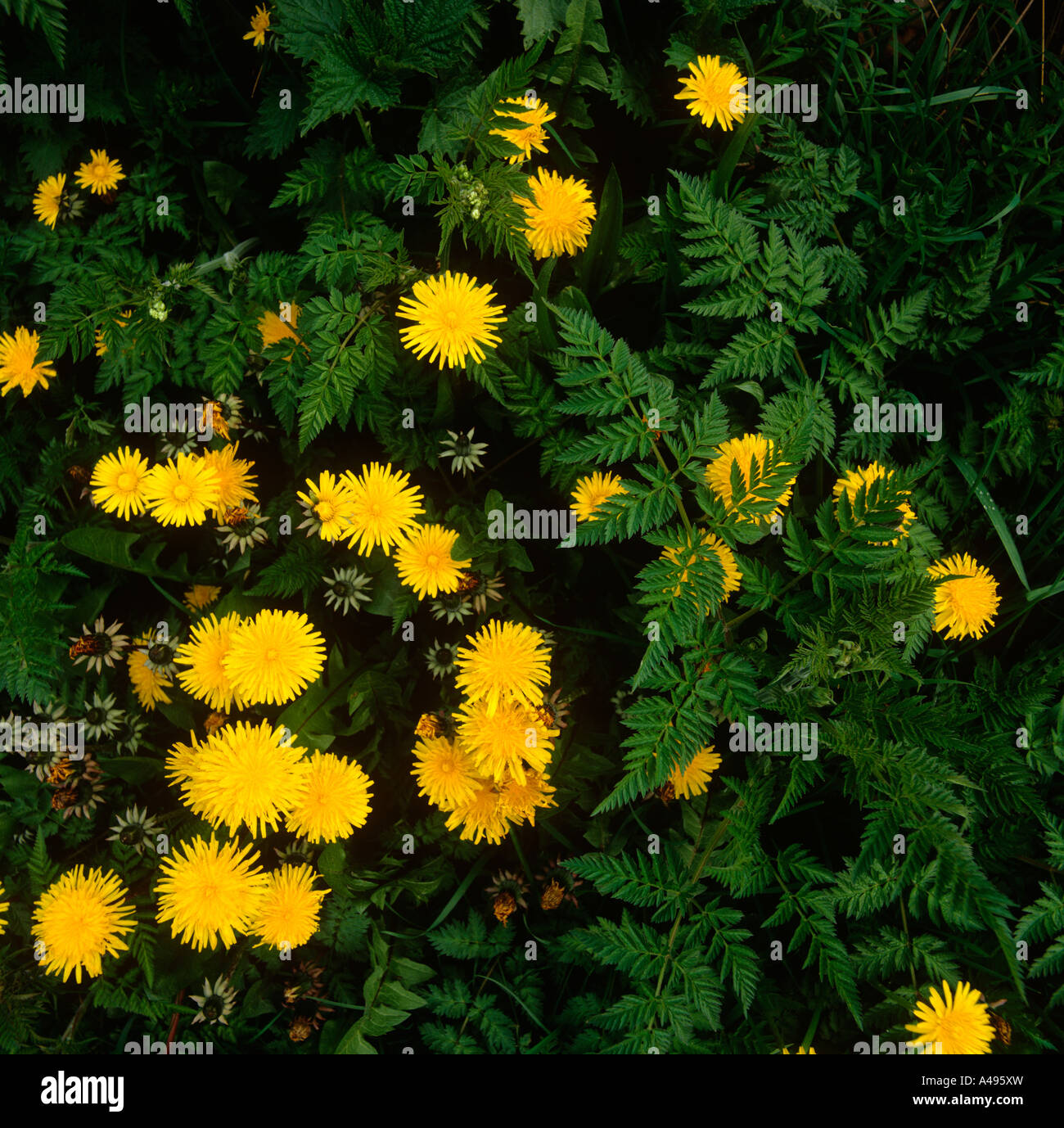 Wild flowers dandelions growing on roadside verge Stock Photo - Alamy