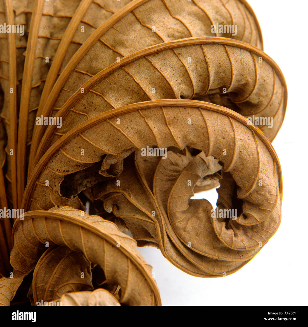 nature curled dried leaf Stock Photo - Alamy