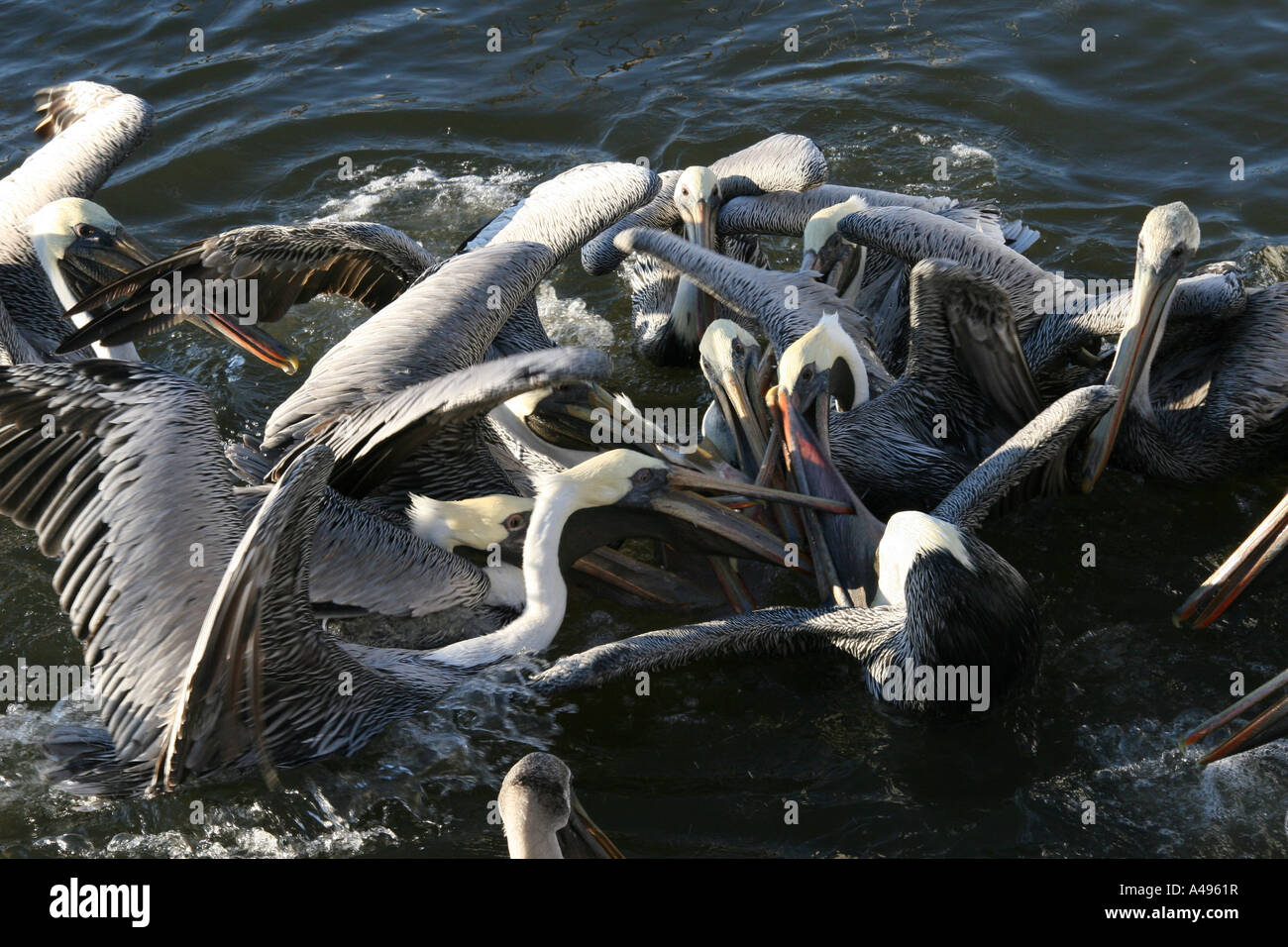 Scrambling for food hi-res stock photography and images - Alamy