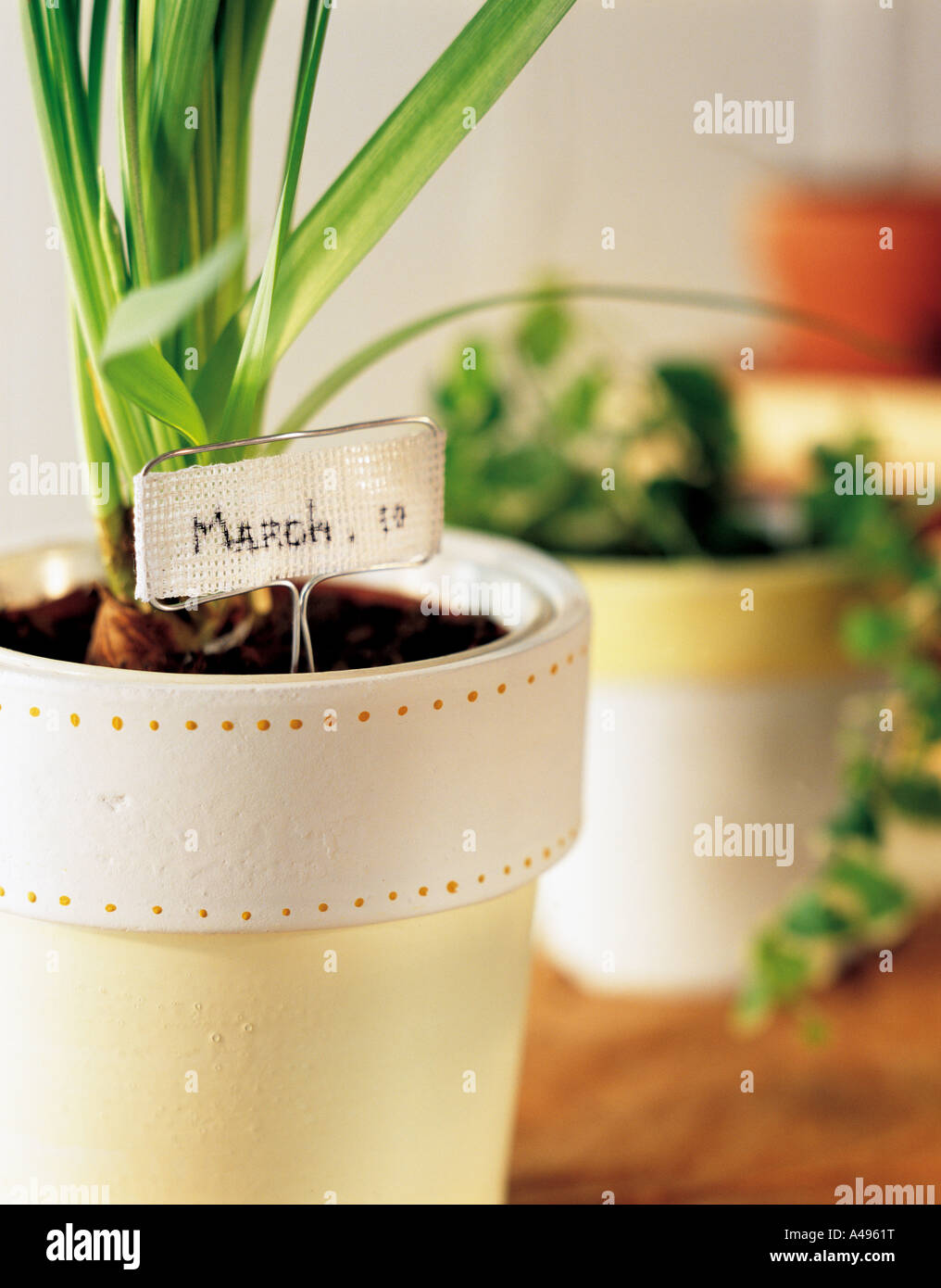 Close-up of a label in a potted plant Stock Photo - Alamy