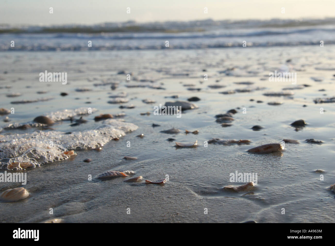 Shells sand and surf Stock Photo - Alamy