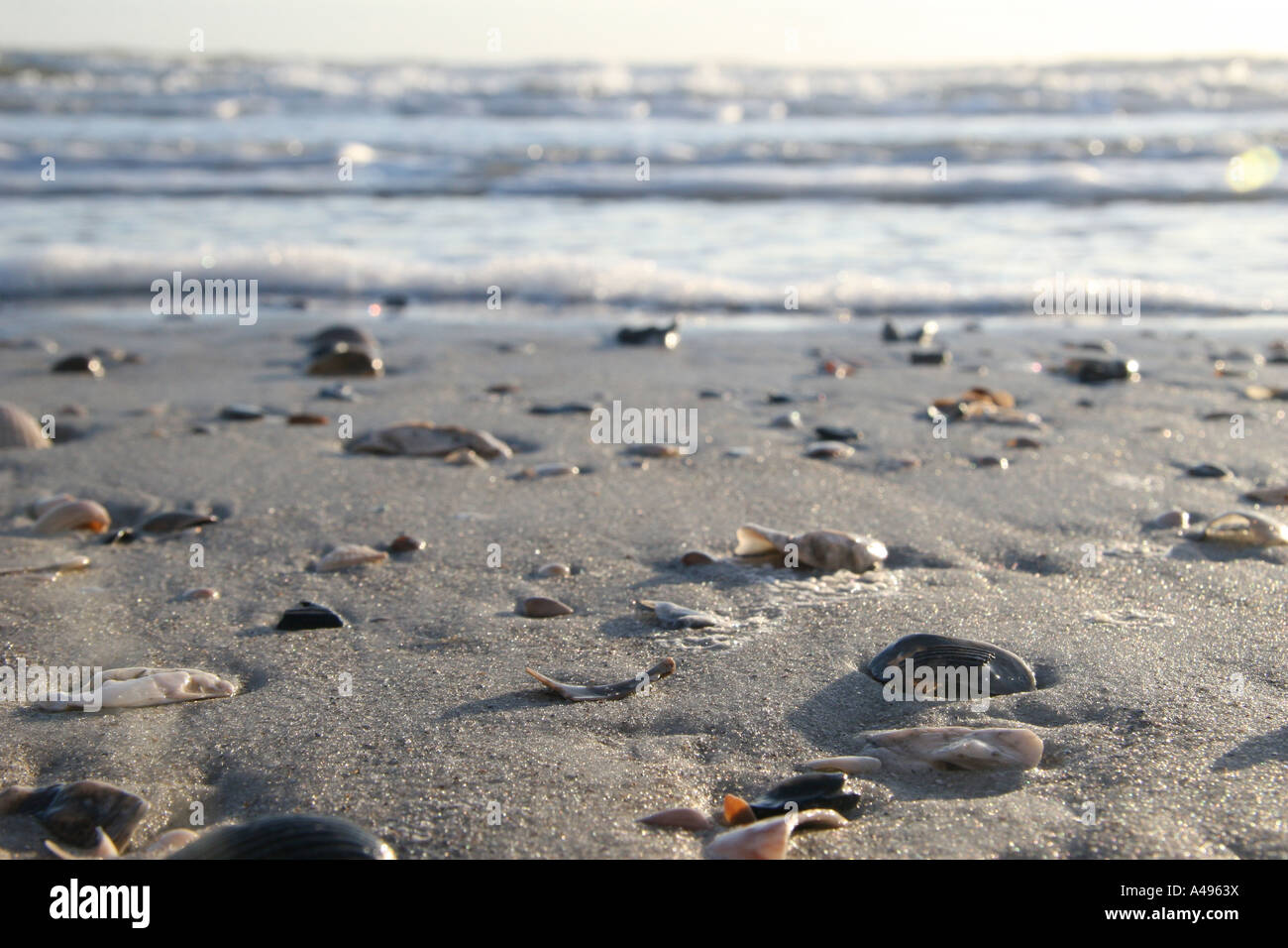 Incoming waves bring shells to the beach Stock Photo - Alamy