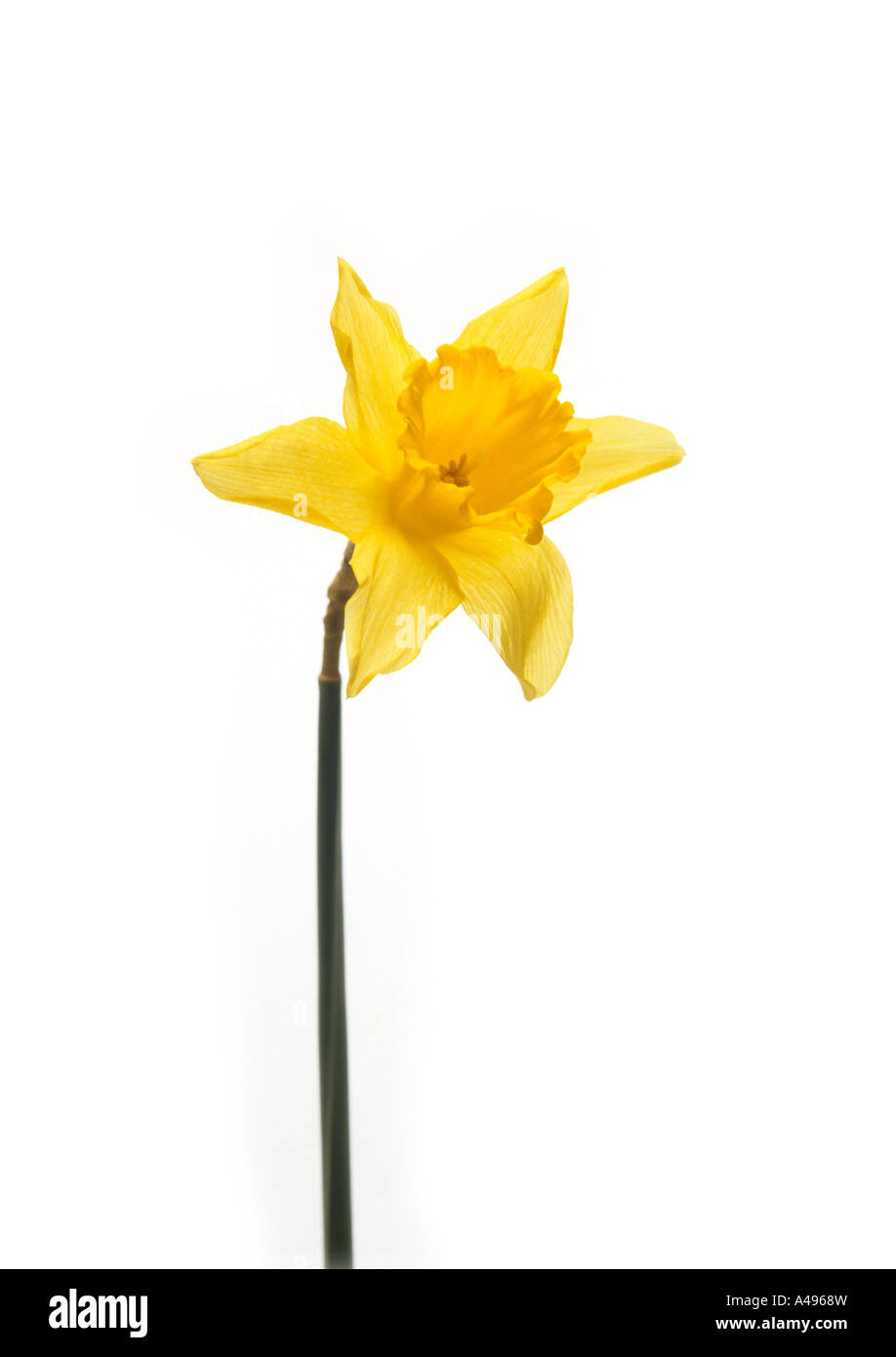 White daffodill hi-res stock photography and images - Alamy