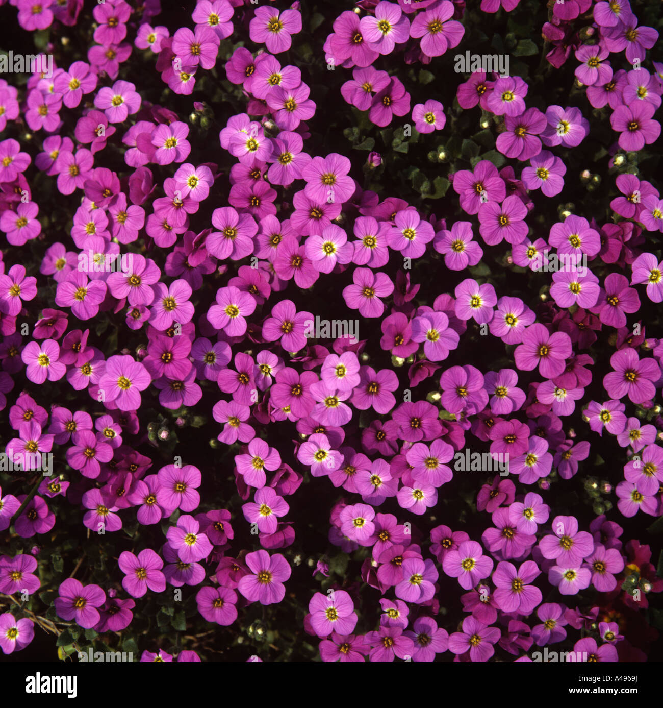 Gardening Phlox Phlox subulata Border Perennial Plant Stock Photo - Alamy