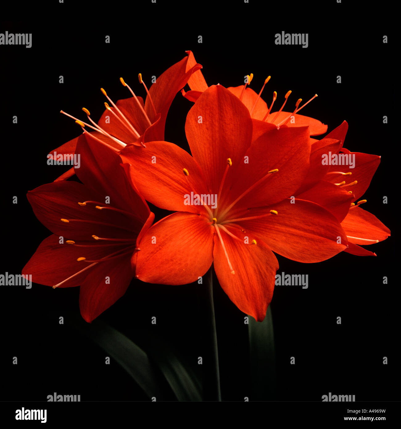 Plants Amaryllis in full flower Stock Photo - Alamy