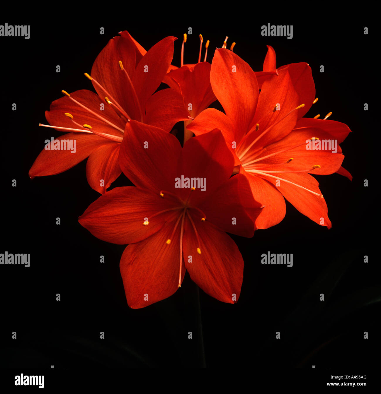 Red flowering plants hi-res stock photography and images - Alamy
