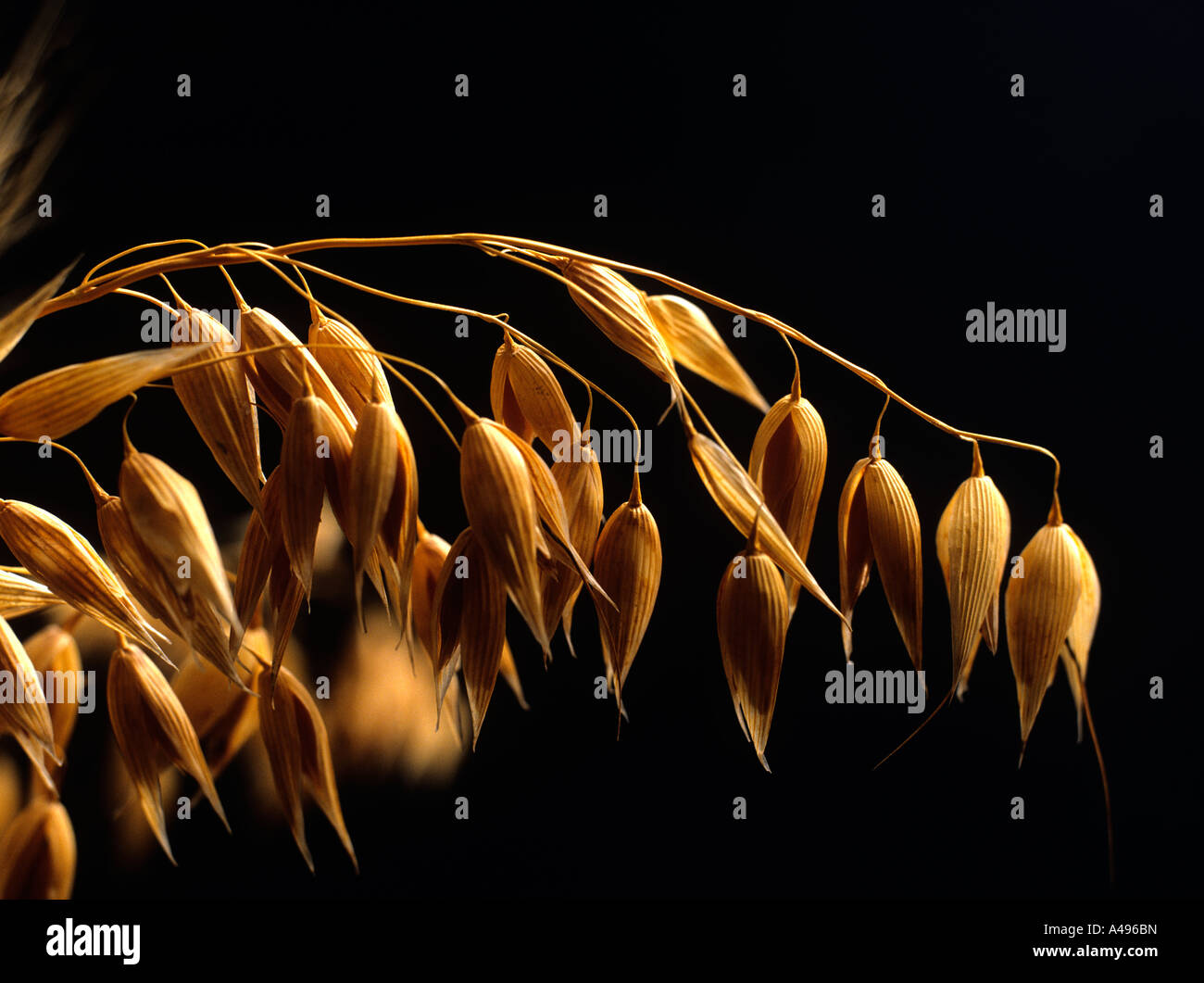 Agriculture head of ripe oats Stock Photo - Alamy