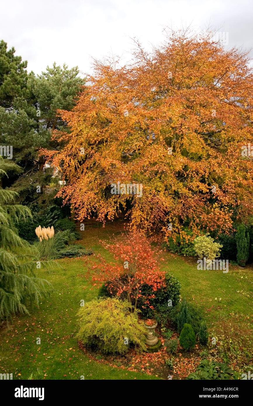 gardening back garden in autumn trees in autumnal colour being blown by ...