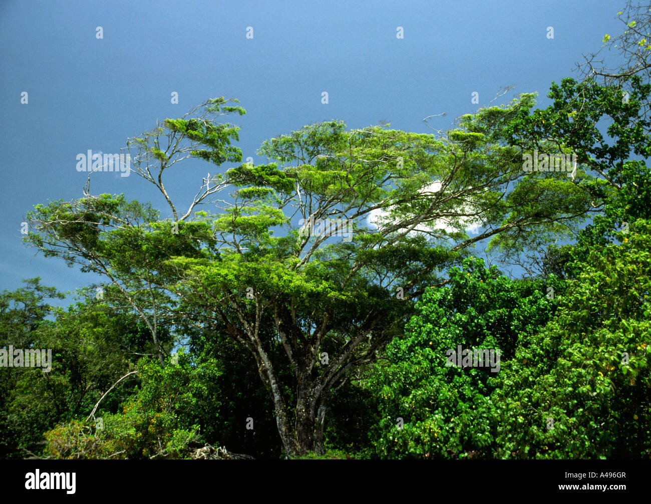 Indonesia Java Pangandaran Nature Reserve trees Stock Photo - Alamy