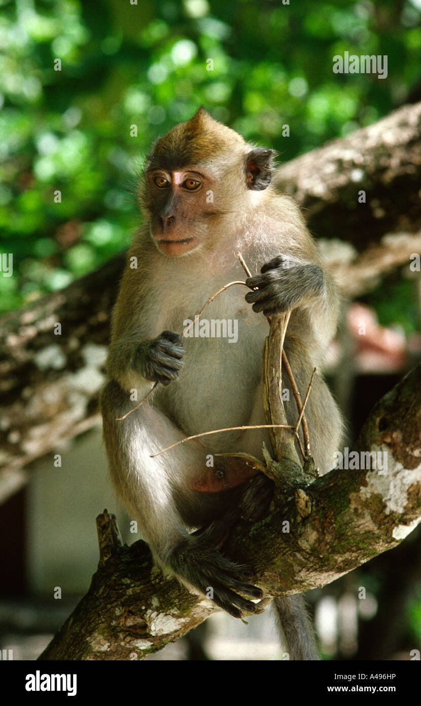 Indonesia Java Pangandaran Nature Reserve long tailed macaque Macaca ...