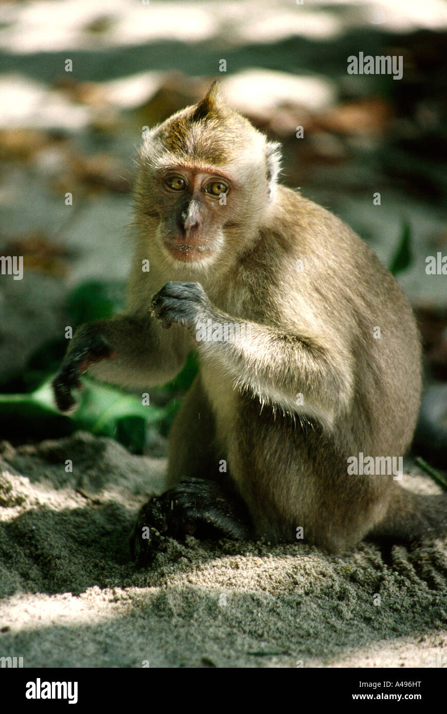 Indonesia Java Pangandaran Nature Reserve long tailed macaque Macaca ...