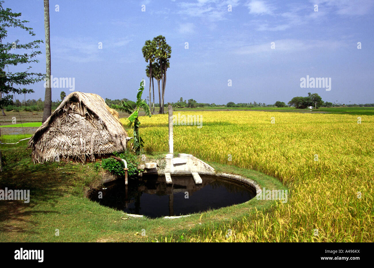 India Tamil Nadu Tirukkalikundram agriculture well at edge of rice ...