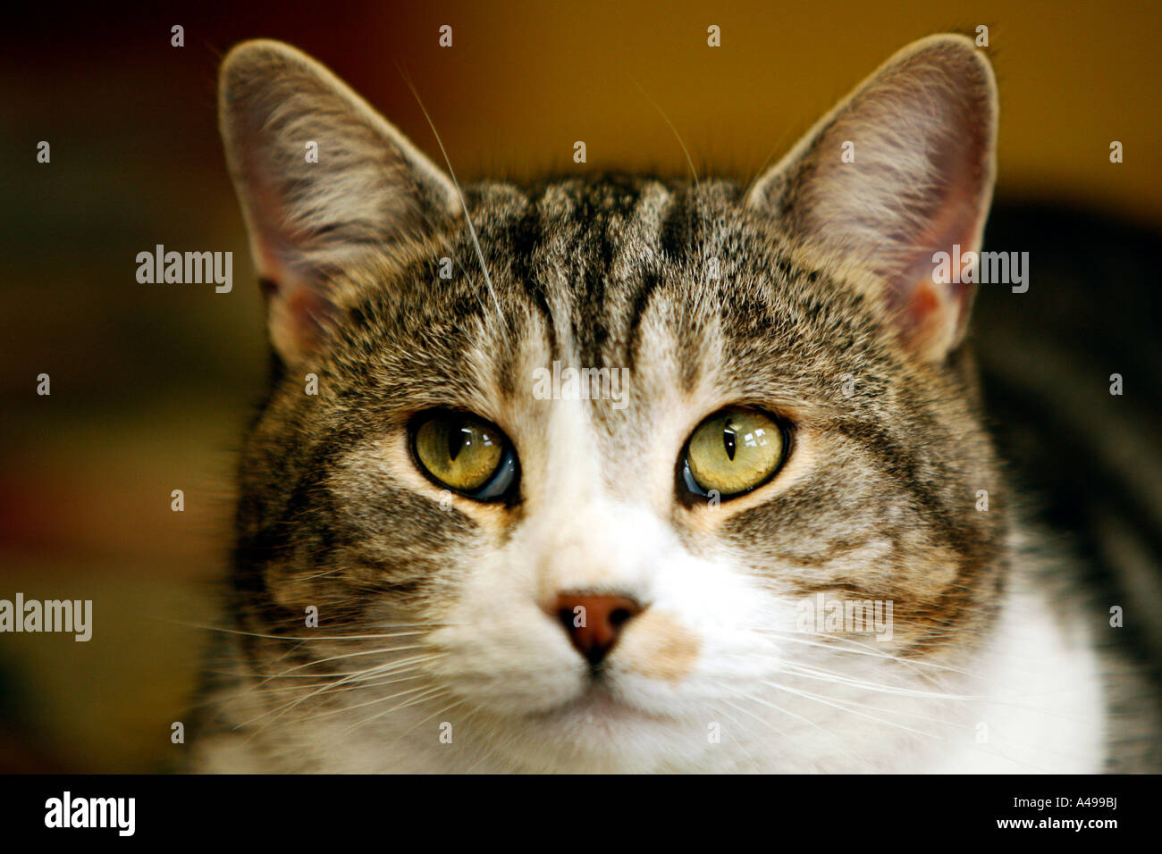 A tabby cat Stock Photo - Alamy