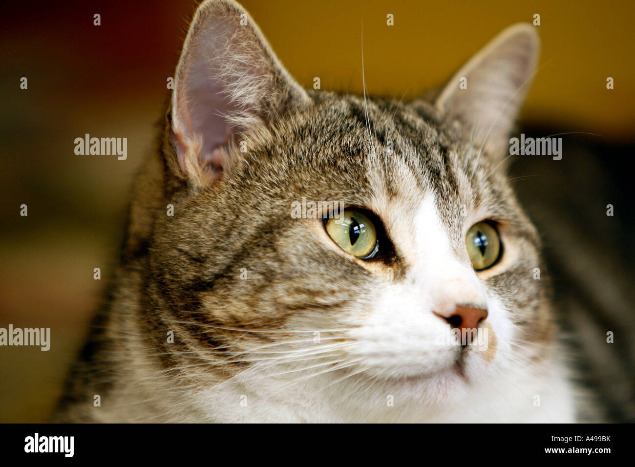 A tabby cat Stock Photo - Alamy