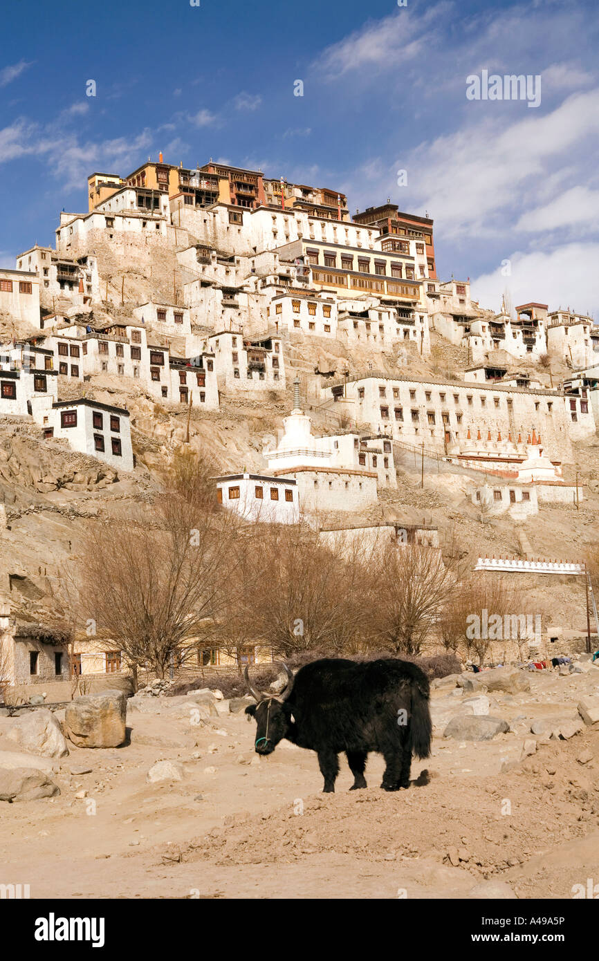 India Ladakh Leh Valley Yak below Tikse Gompa Stock Photo - Alamy