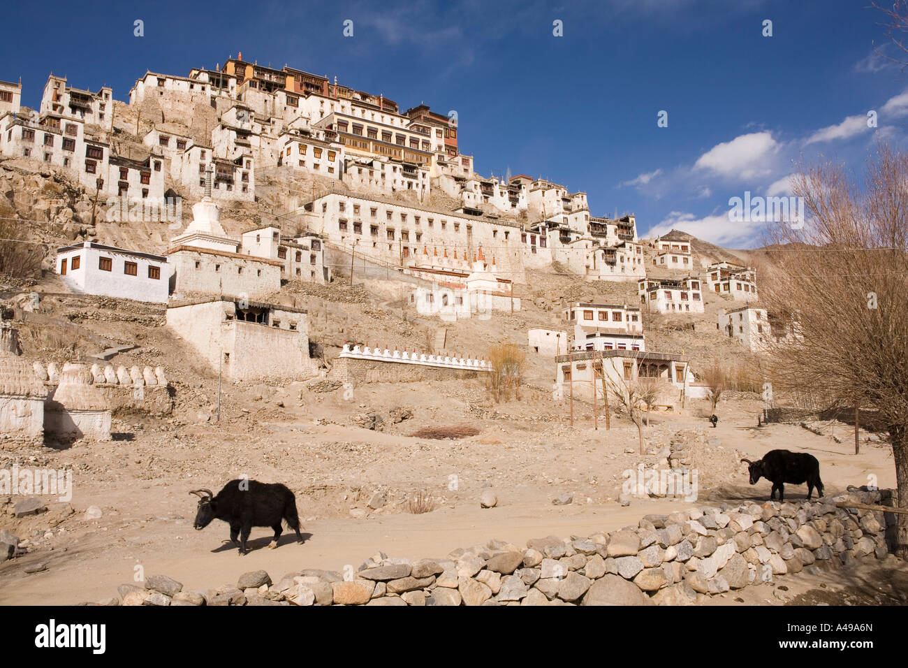 India Ladakh Leh Valley two Yaks walking below Tikse Gompa Stock Photo ...