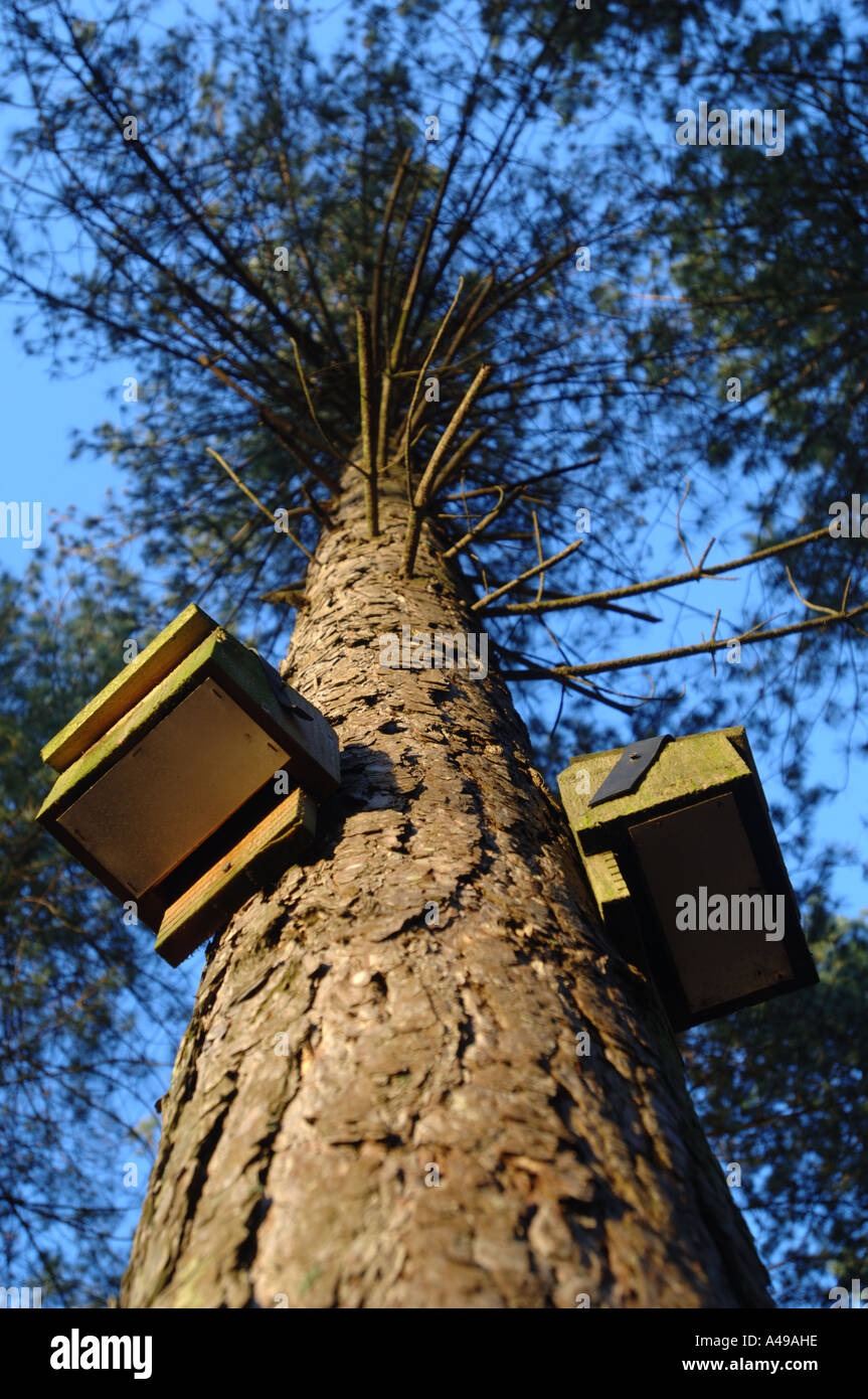 Bat boxes hi-res stock photography and images - Alamy