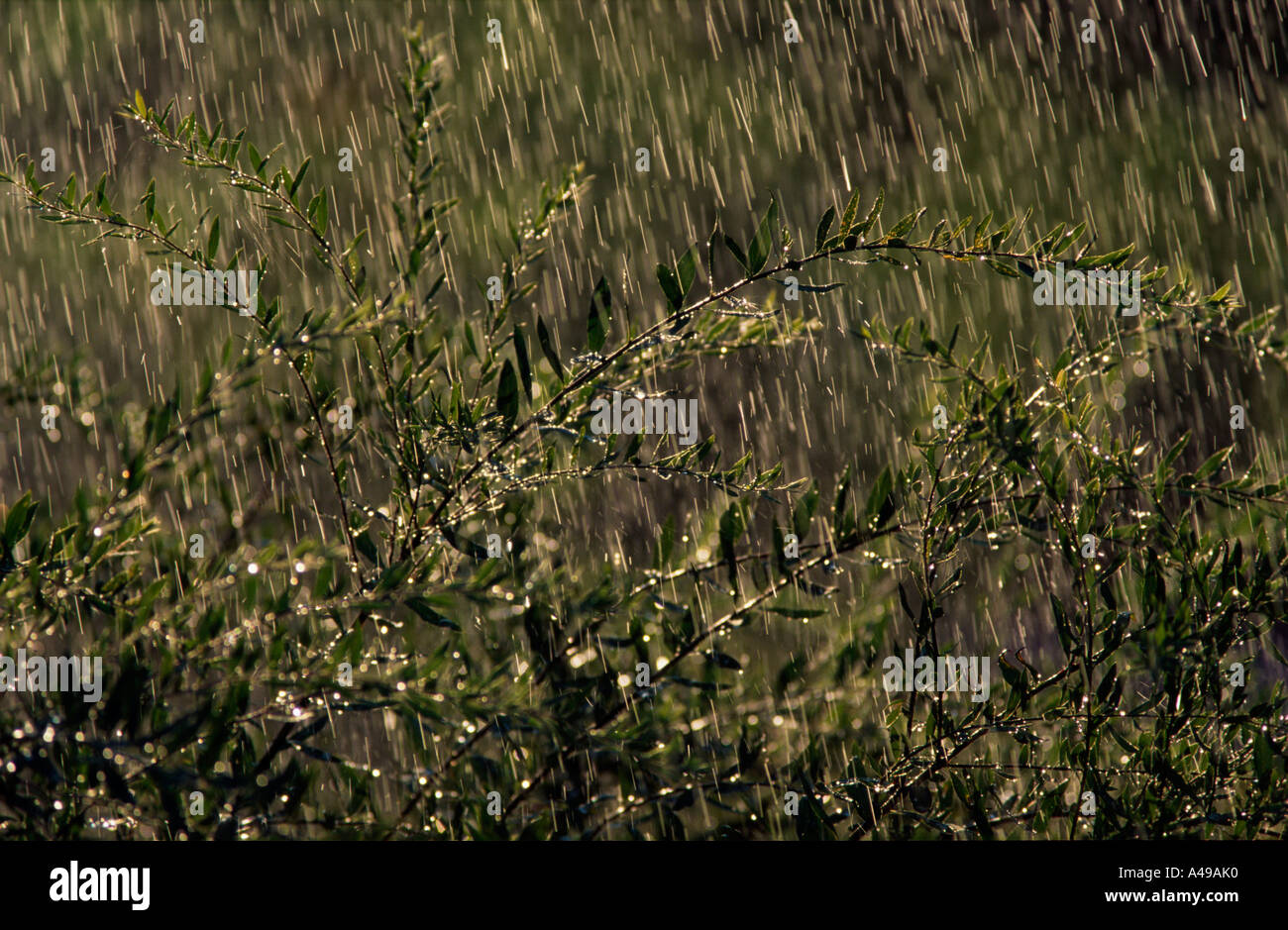 Bush in rain / Strauch im Regen Stock Photo - Alamy