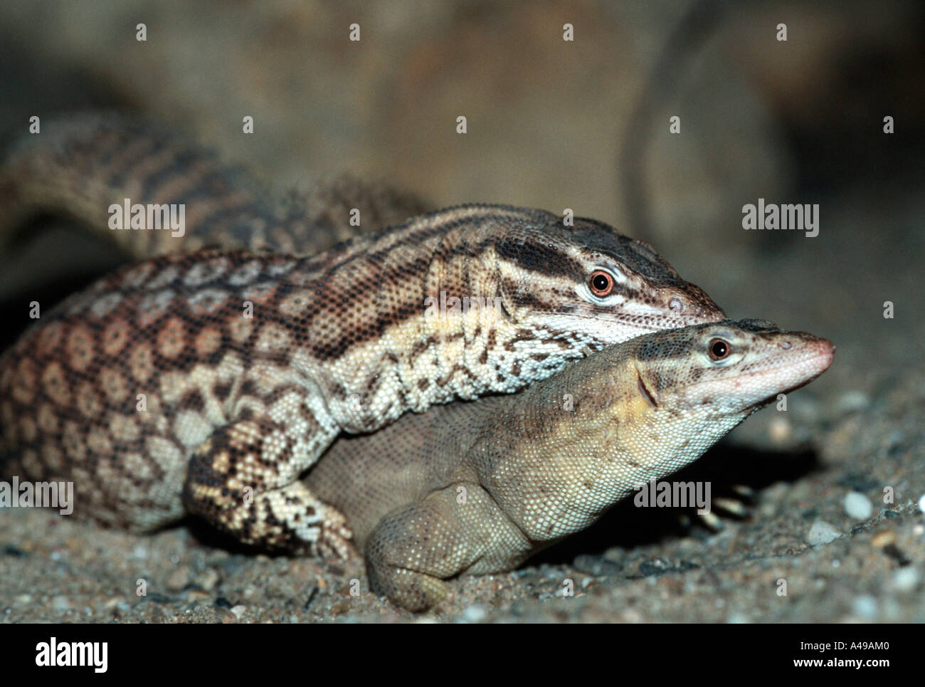 Spiny-tailed Pygmy Monitor / Ridge-tailed Monitor Stock Photo - Alamy