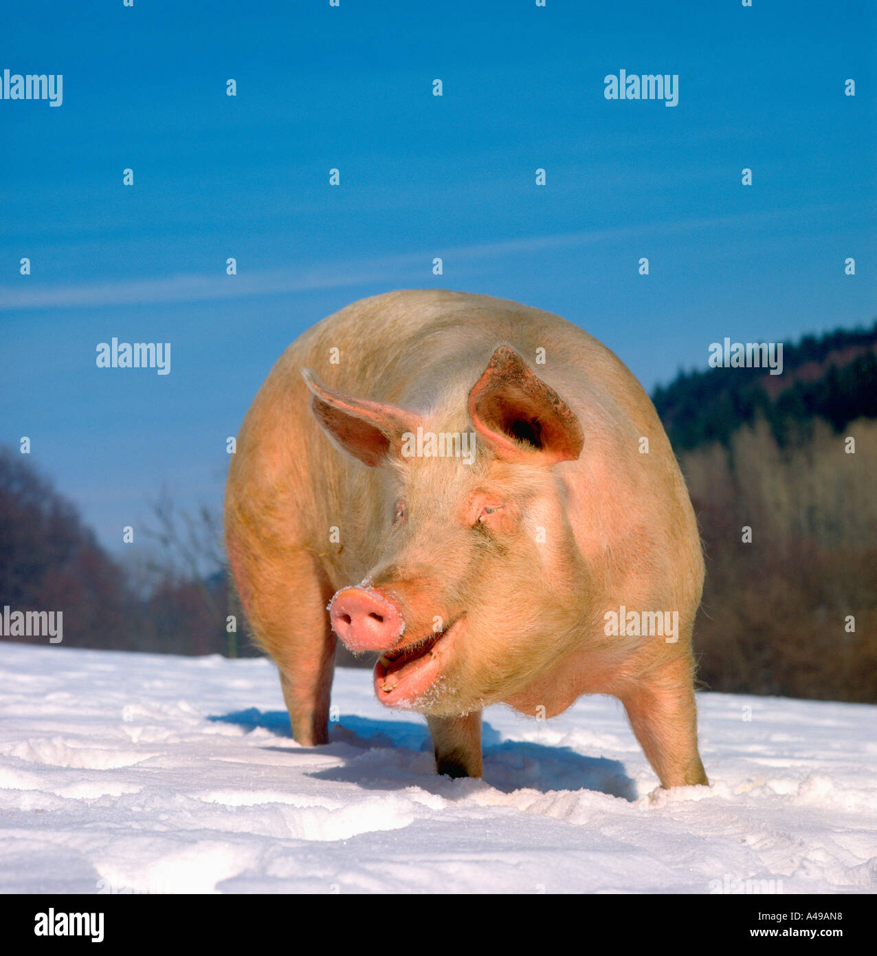 Farm pigs in snow hi-res stock photography and images - Alamy