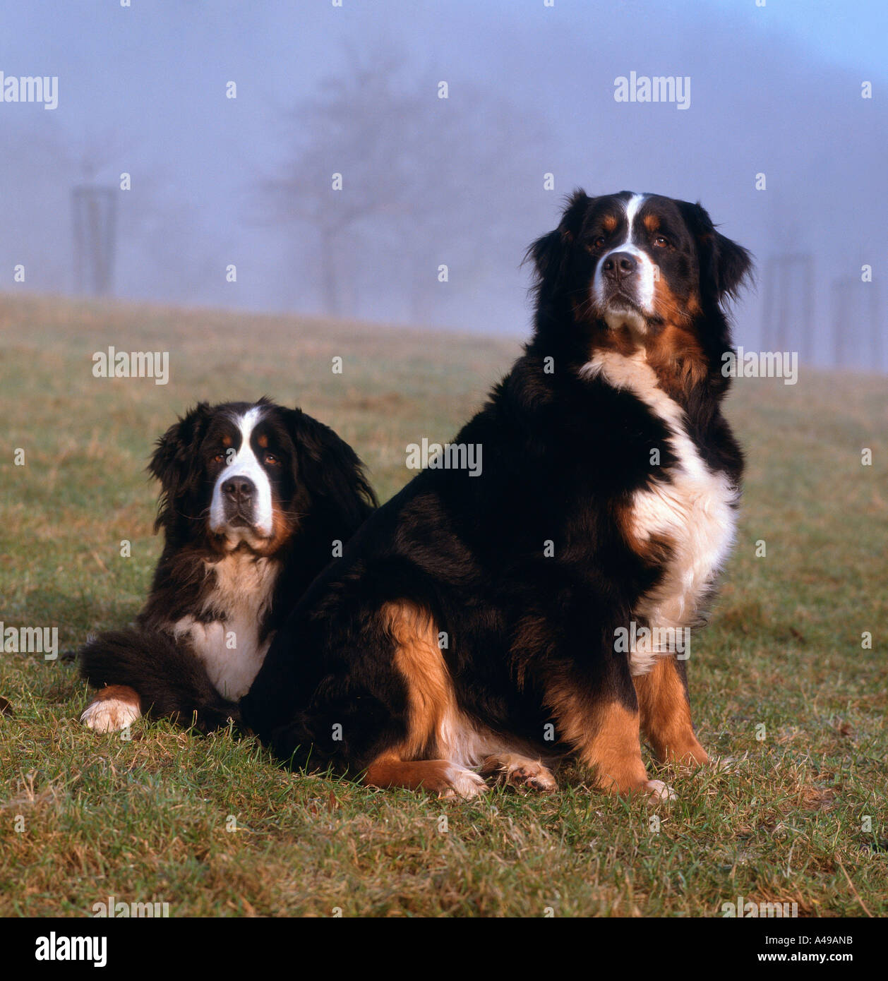 Two bernese mountain dogs sitting hi-res stock photography and images ...