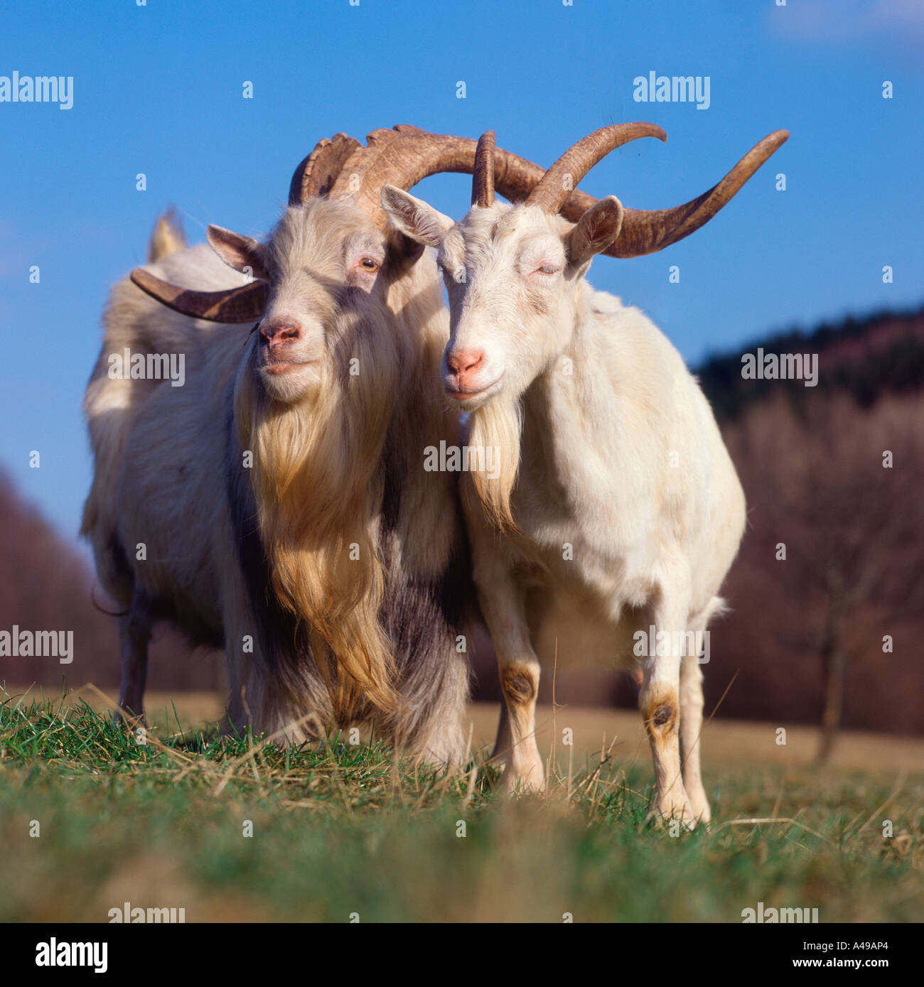 Male goat and female goat hi-res stock photography and images - Alamy