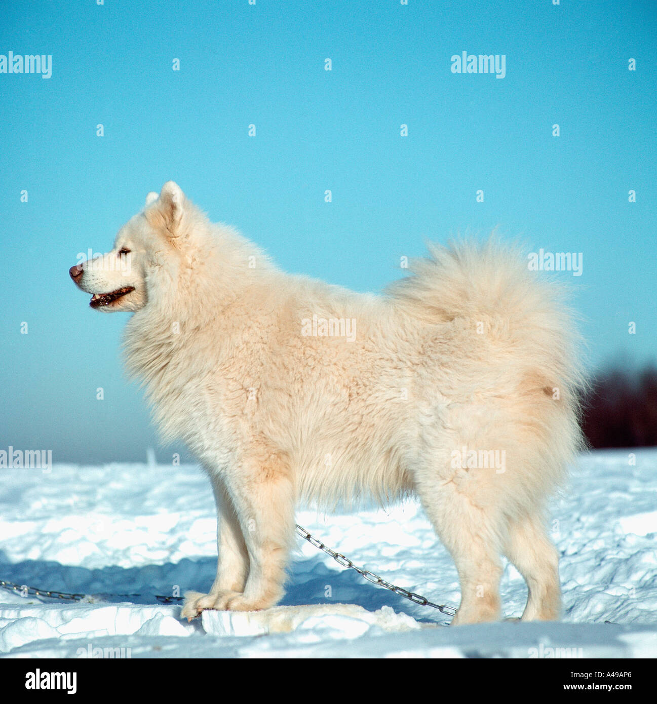 Samoyed adult dog standing hi-res stock photography and images - Alamy