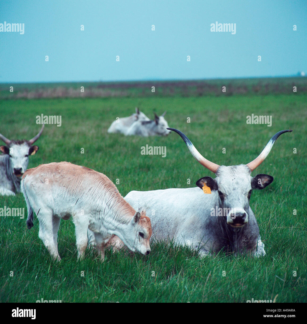 Gray cattle hi-res stock photography and images - Alamy