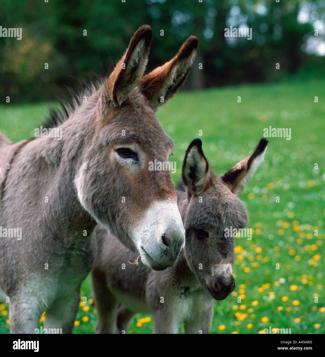 Two donkey portrait hi-res stock photography and images - Alamy
