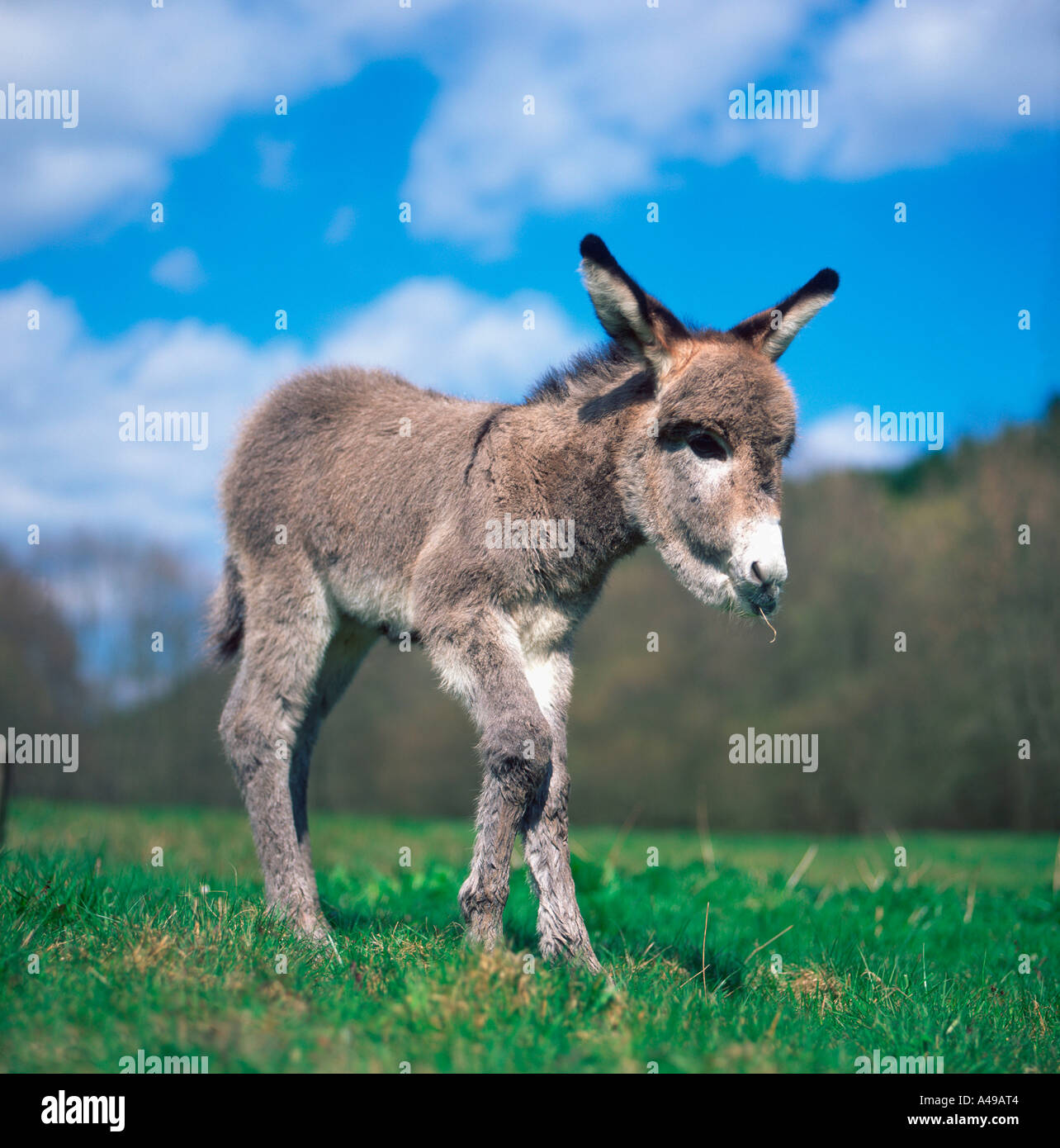 Donkey square hi-res stock photography and images - Alamy