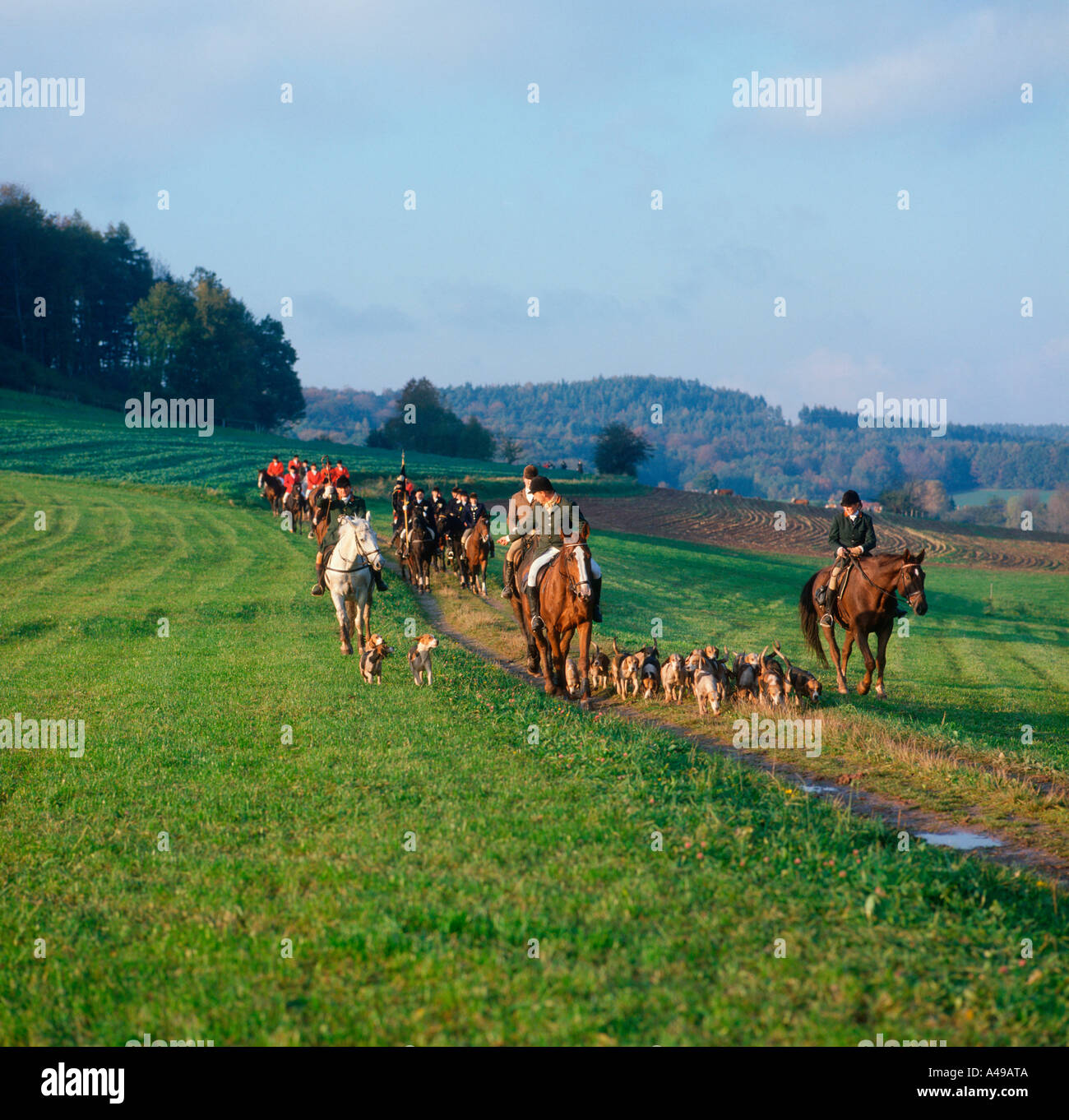 Beagle pack hi-res stock photography and images - Alamy