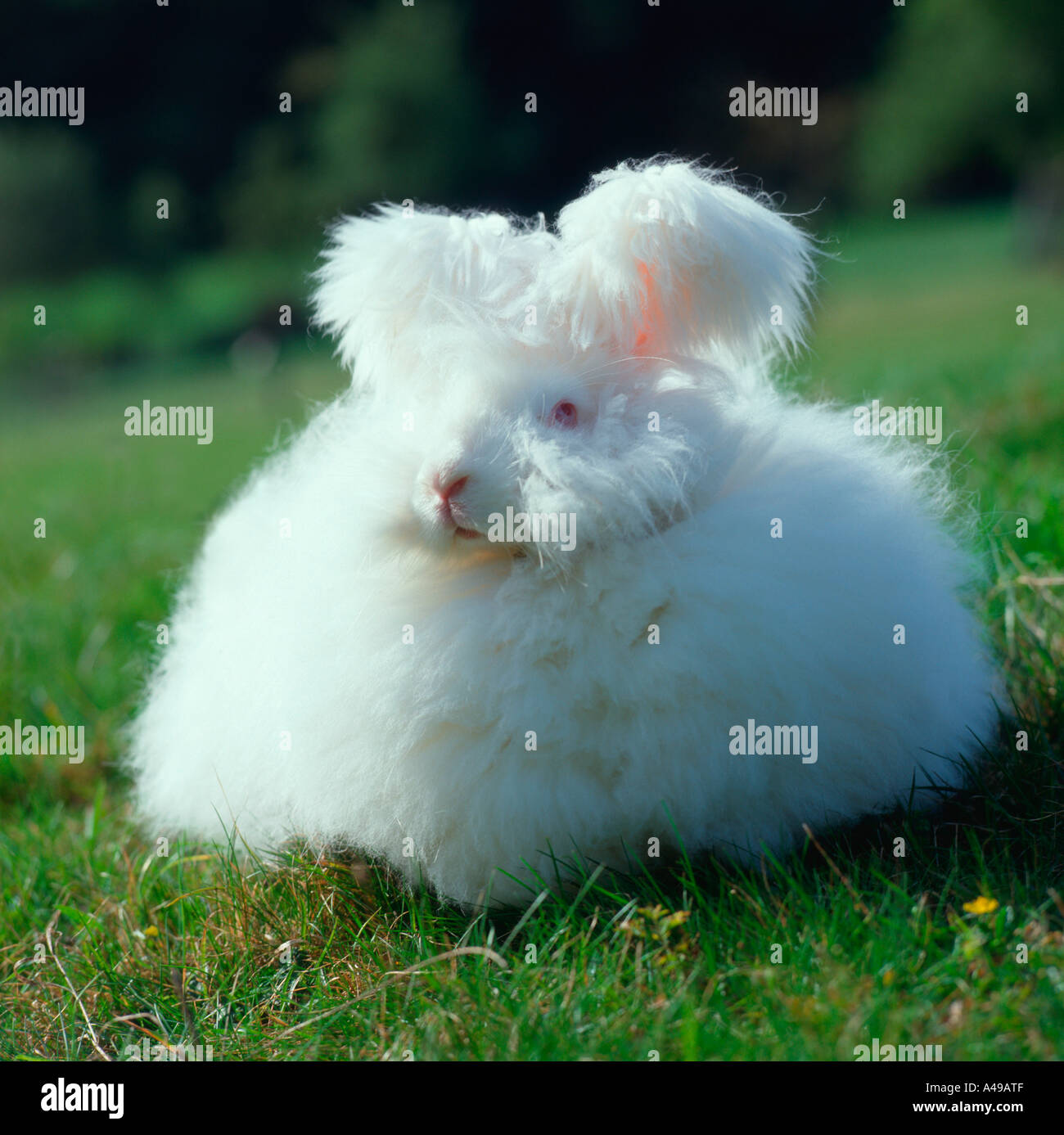 The angora rabbit hi-res stock photography and images - Alamy