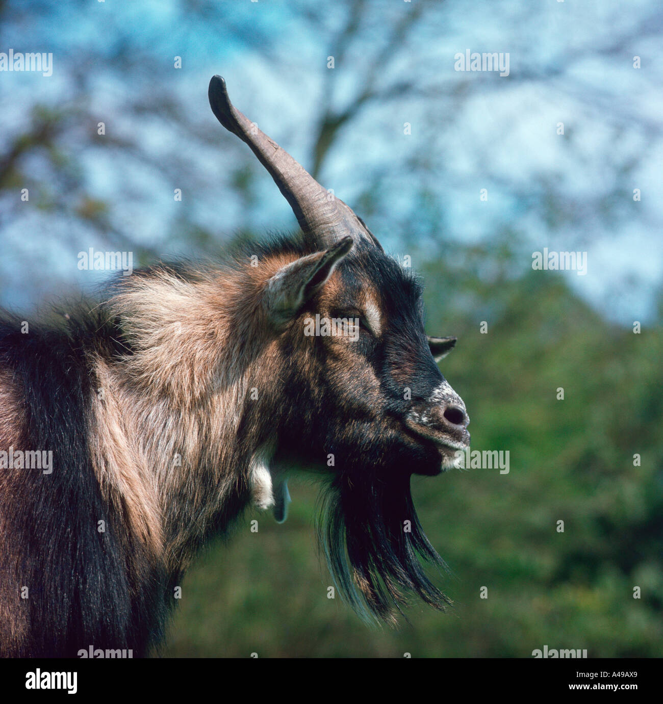Dwarf Goat / Pygmy Goat Stock Photo - Alamy