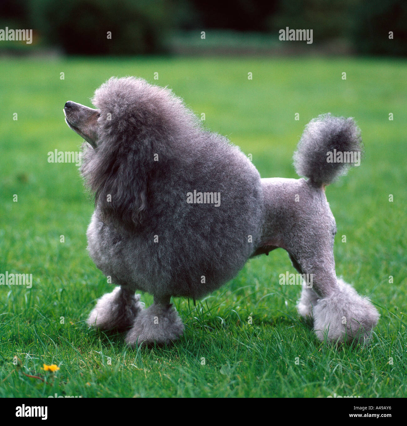 Silver poodle hi-res stock photography and images - Alamy