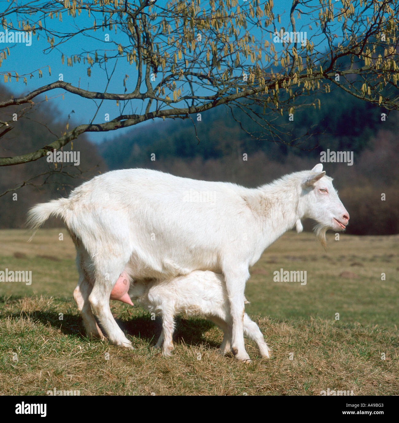 Nursing kid goat hi-res stock photography and images - Alamy